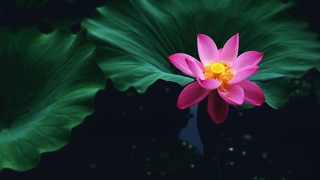 Page 6 - 40,000+ Free Lotus Flowers & Lotus Photos - Pixabay