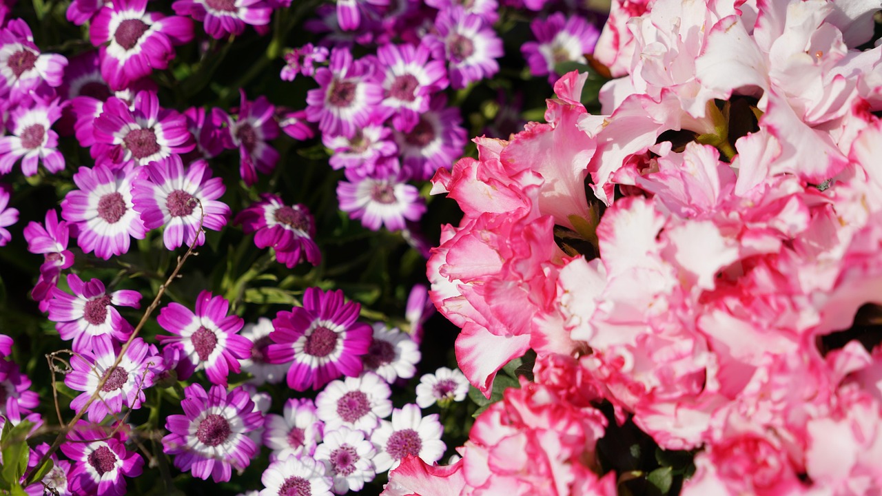 Flowers Garden Bloom - Free photo on Pixabay - Pixabay