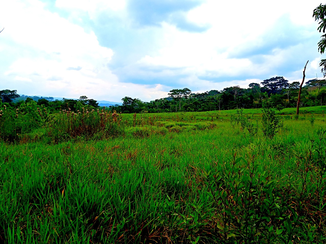 Vert La Nature Paysage - Photo gratuite sur Pixabay - Pixabay