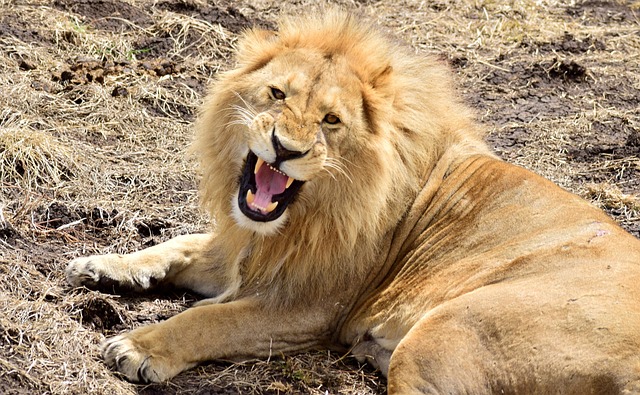 Leão Animal Juba - Foto gratuita no Pixabay - Pixabay