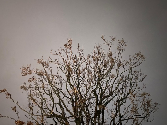 Grey Sky Clouds Tree Night - Free photo on Pixabay - Pixabay