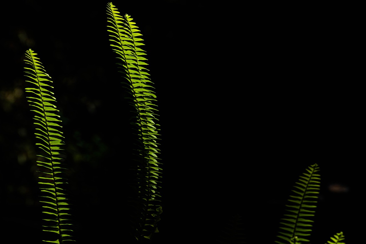 Feuilles Vert Botanique - Photo gratuite sur Pixabay - Pixabay