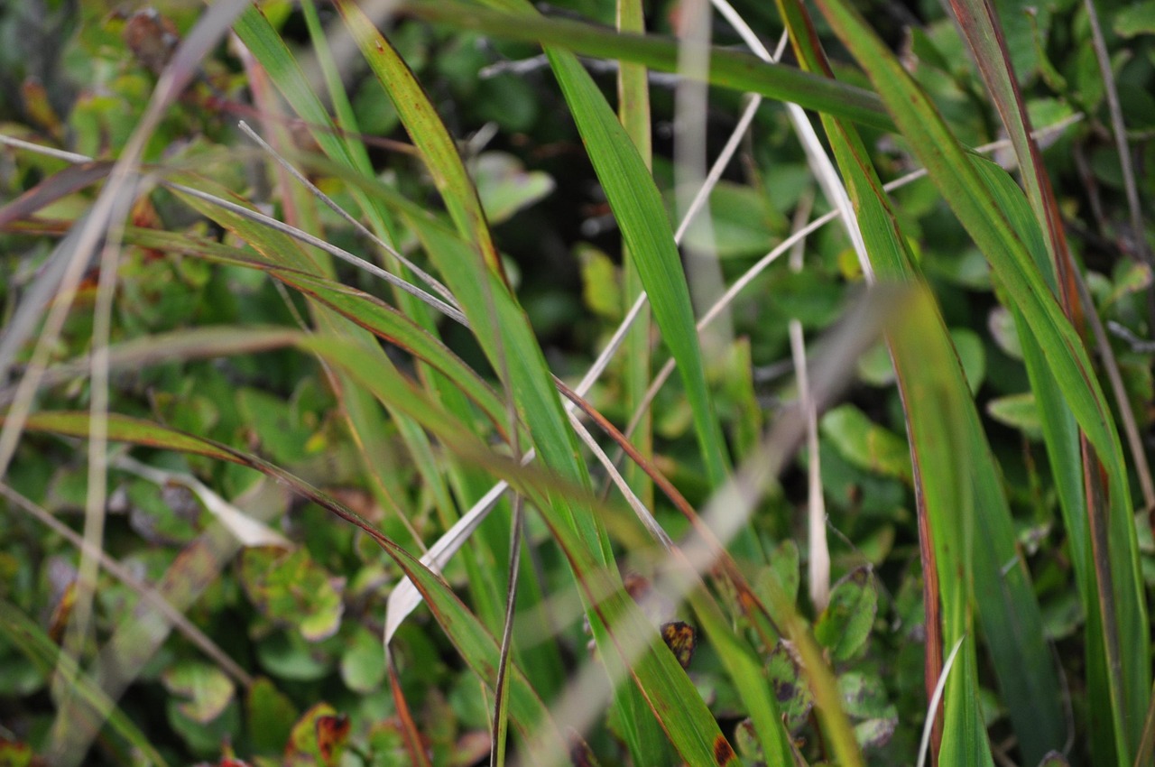 Grass Plants Nature Free Photo On Pixabay Pixabay