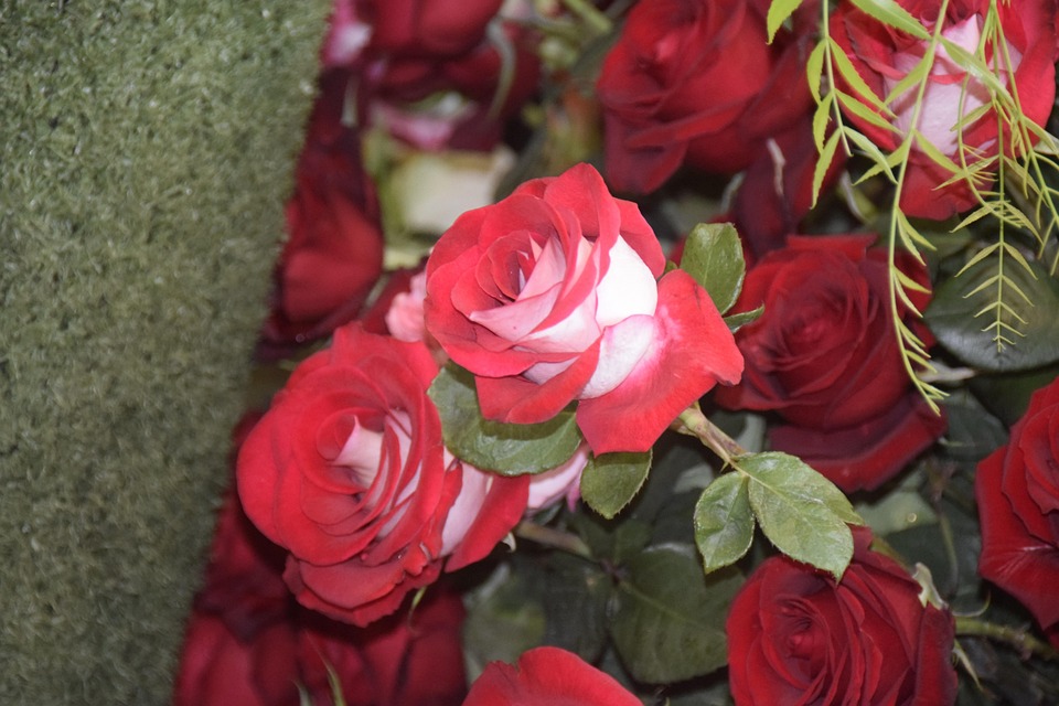 Expoflora Holambra Linda Flores - Foto gratuita no Pixabay - Pixabay