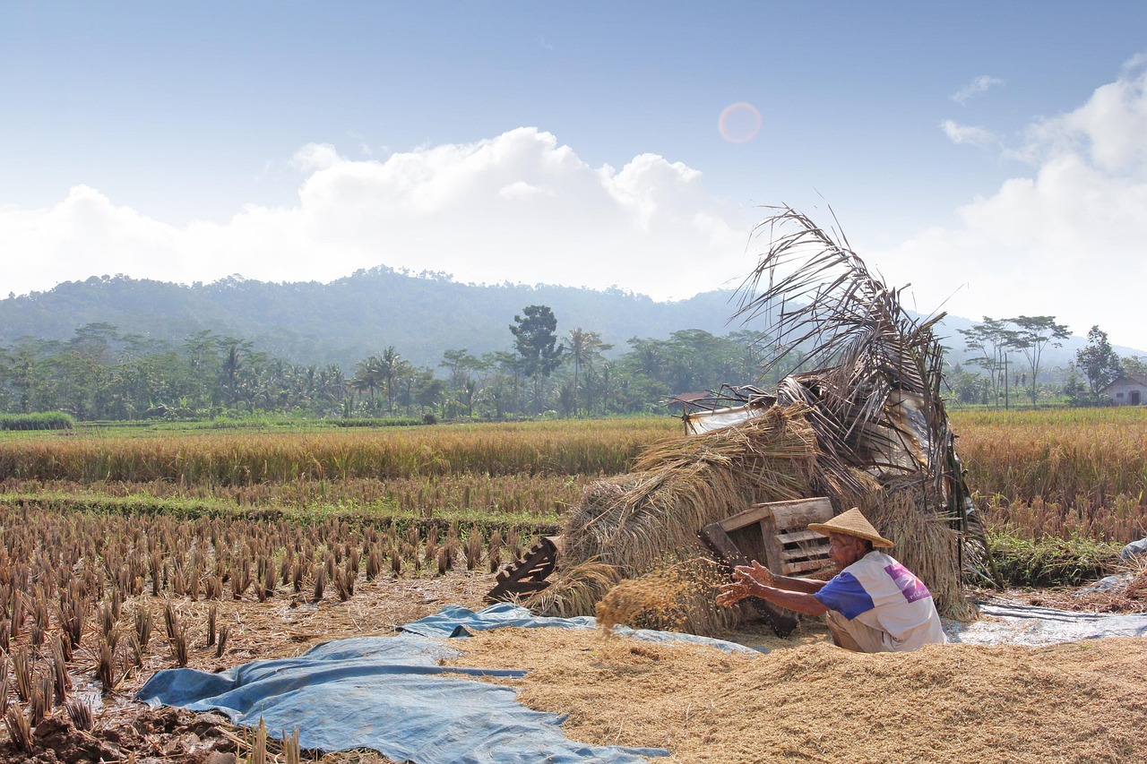 Rice Field Farming Harvest Paddy - Free photo on Pixabay - Pixabay