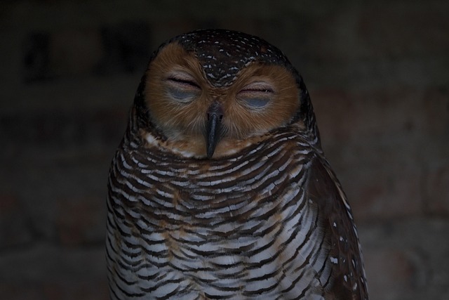 10,000+ Free Spotted Owl & Owl Images - Pixabay