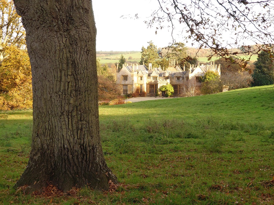 Dillington House Tree - Free photo on Pixabay - Pixabay
