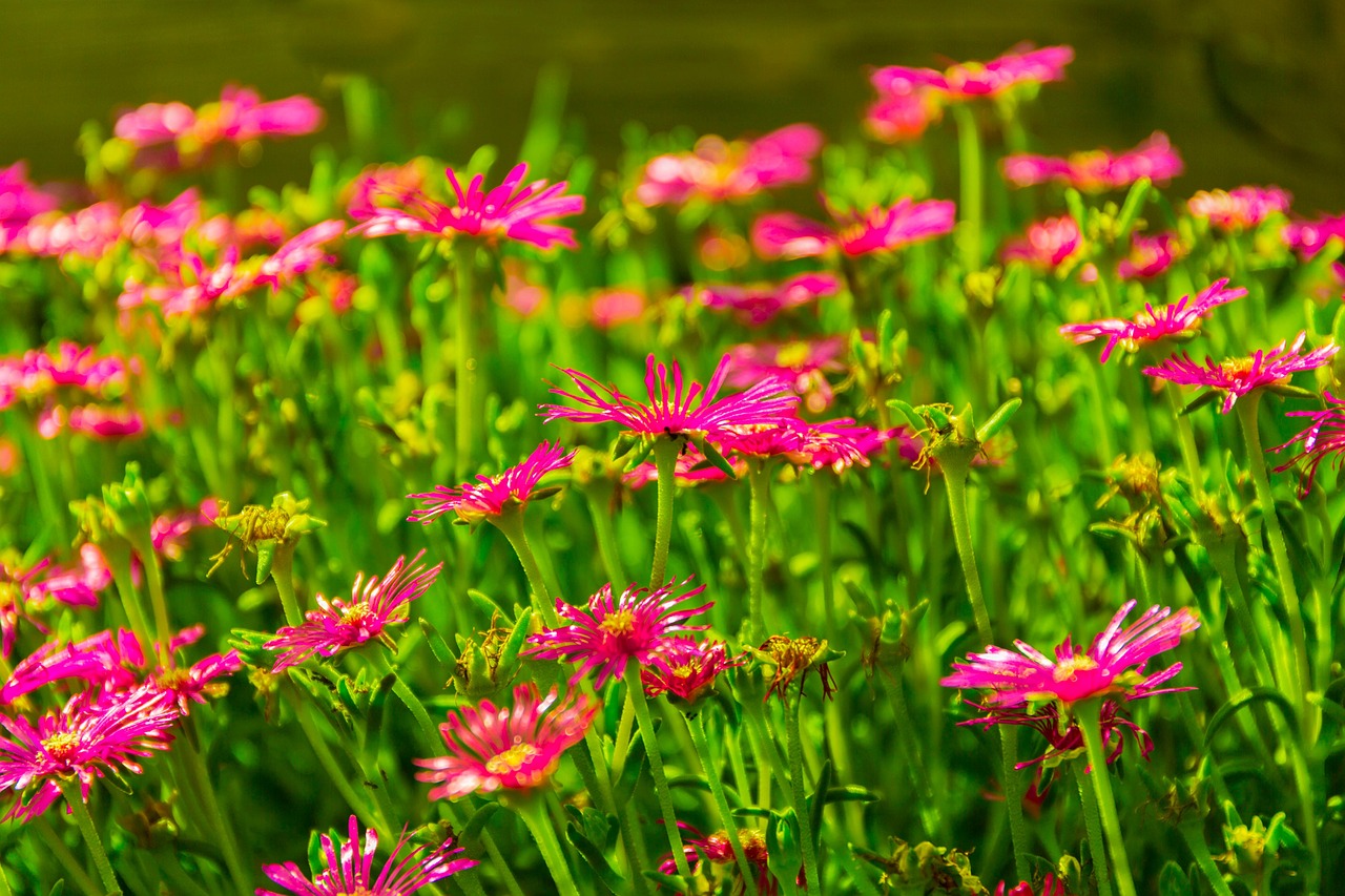 Bunga-Bunga Padang Rumput Perancis - Foto gratis di Pixabay - Pixabay