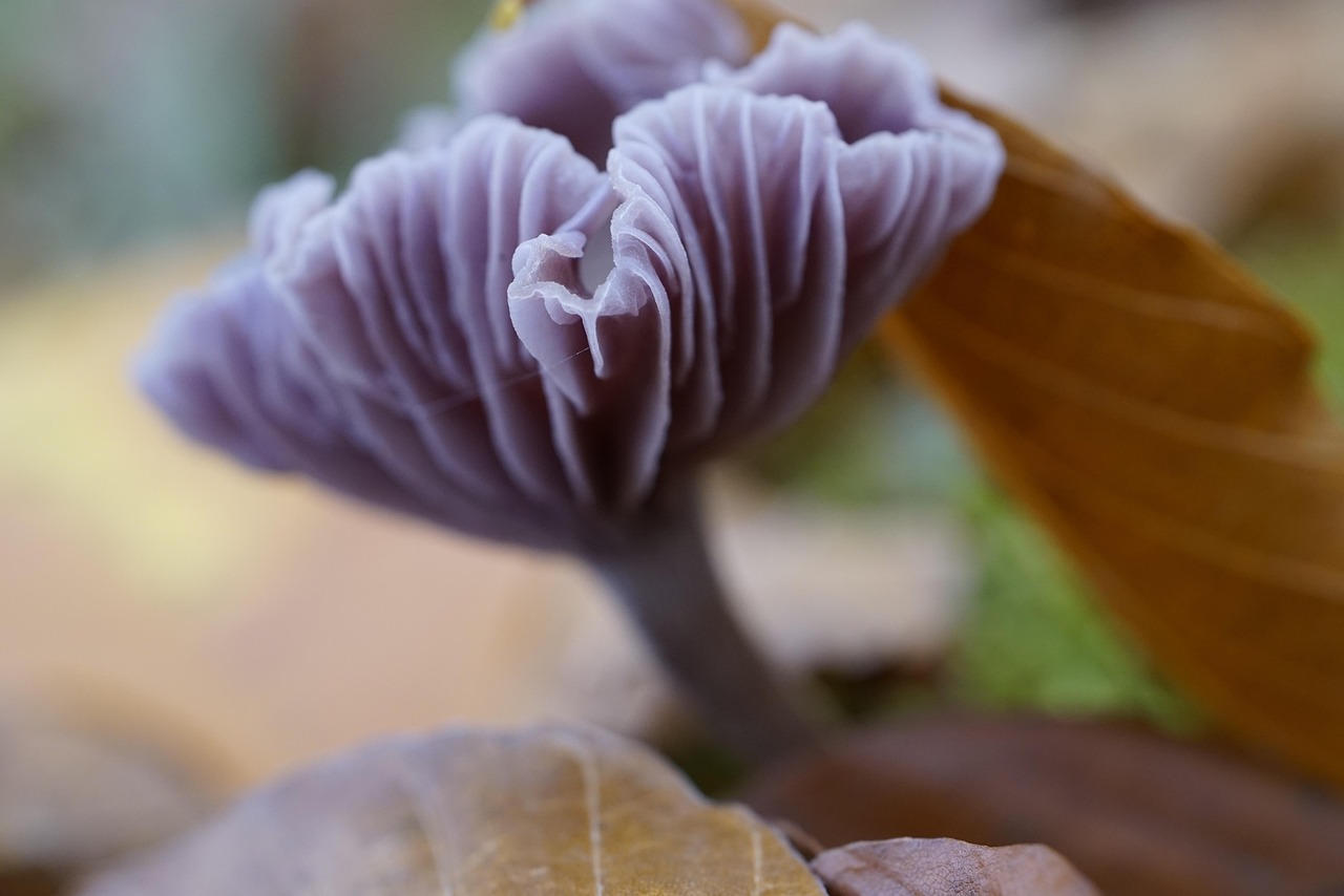 Laccaria Fungus Mushroom - Free photo on Pixabay