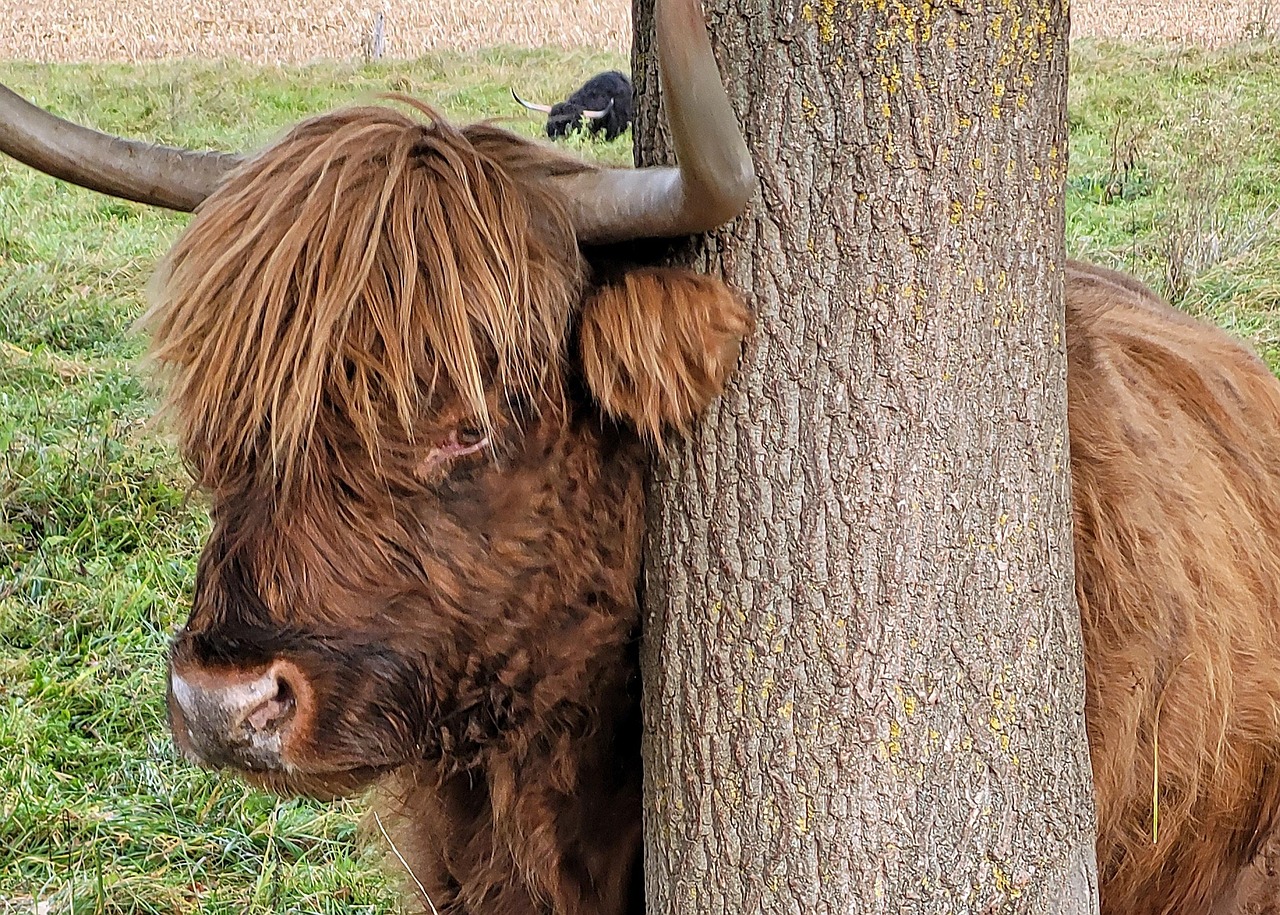 Galloway Highland Cattle Shaggy - Free photo on Pixabay - Pixabay