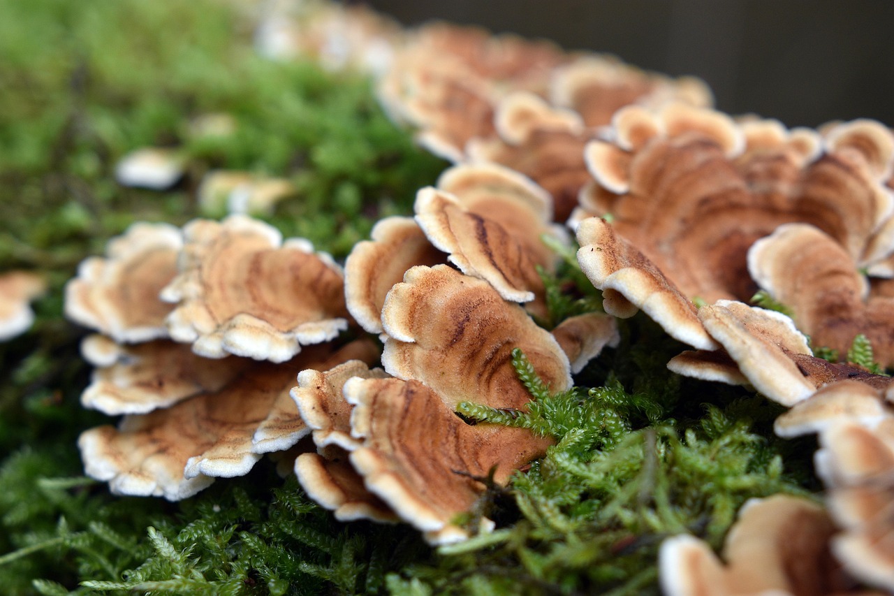 真菌学 蘑菇 菌类 Pixabay上的免费照片 Pixabay