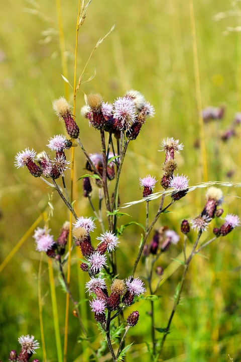 Thistle Flowers Meadow - Free photo on Pixabay