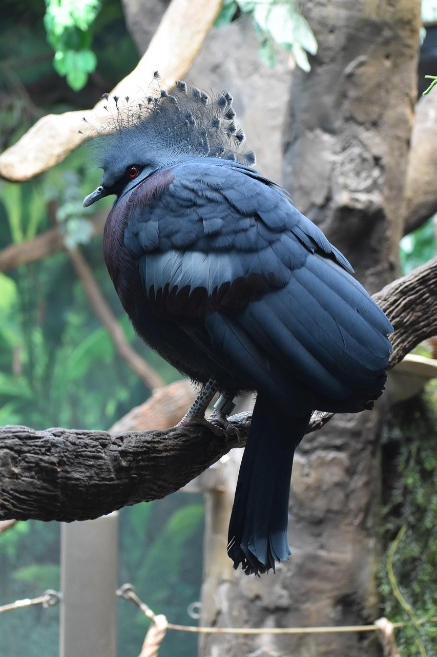 Victoria Crowned Pigeon Bird - Free photo on Pixabay - Pixabay