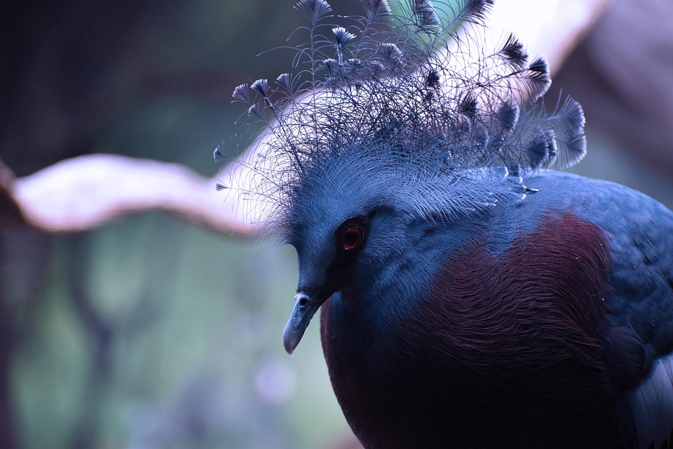 Victoria Crowned Pigeon Bird - Free photo on Pixabay