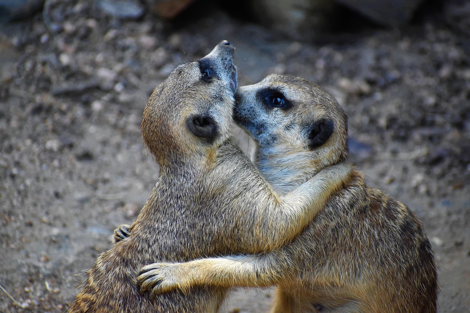 Suricatos Animais Mamíferos Jardim - Foto gratuita no Pixabay