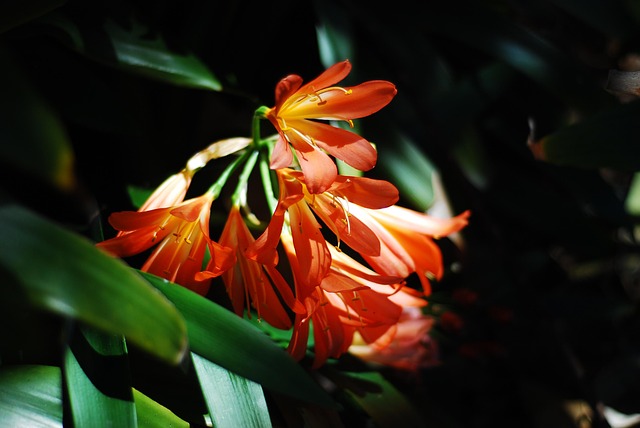 Bunga Lili Bunga-Bunga Kebun - Foto gratis di Pixabay - Pixabay