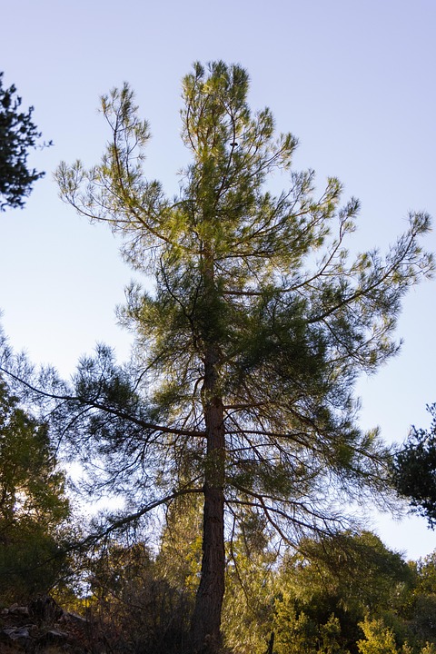 Tree Nature Pine - Free photo on Pixabay