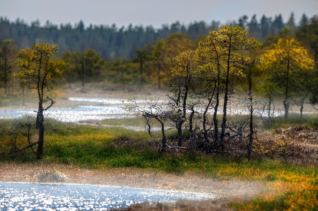 300,000+ Free Marsh Landscapes & Marsh Images - Pixabay