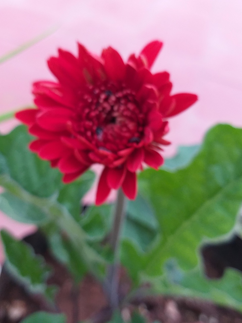 Gerbera Bloom Flower - Free photo on Pixabay - Pixabay