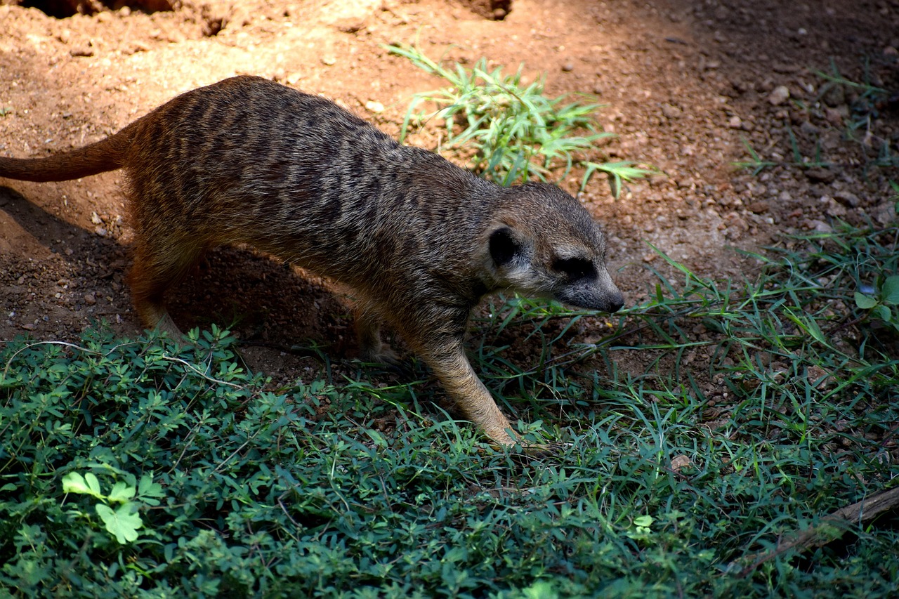 7+ Free Feret & Wildlife Images - Pixabay