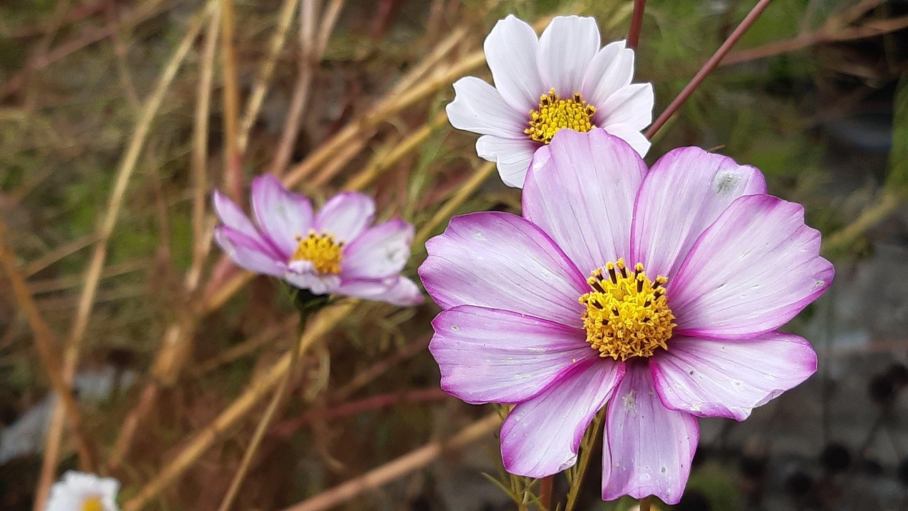 Flowers Bloom Botany - Free photo on Pixabay - Pixabay