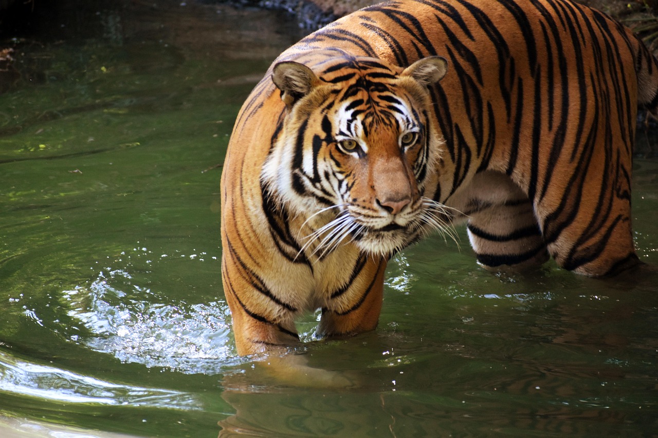 5,000+ Free Malaysian Tiger & Tiger Photos - Pixabay