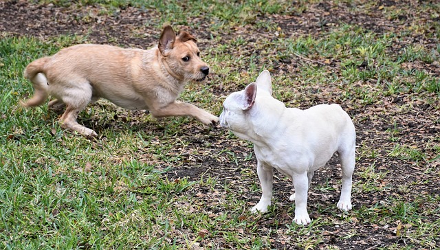 Animal Mamífero Perros - Foto gratis en Pixabay