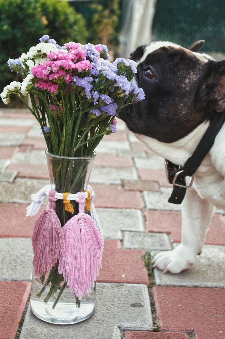 Anjing Buldog Bunga-Bunga - Foto gratis di Pixabay - Pixabay