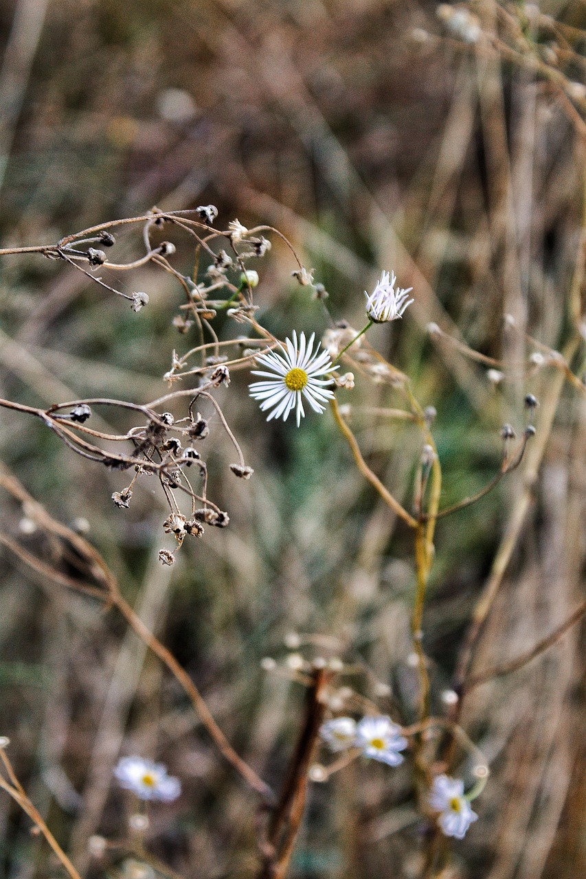 Flower Forest Nature - Free photo on Pixabay