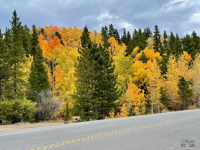 Colorado Aspens Aspen - Fotografie gratuită pe Pixabay