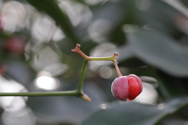 Fruta Baga Natureza - Foto gratuita no Pixabay - Pixabay
