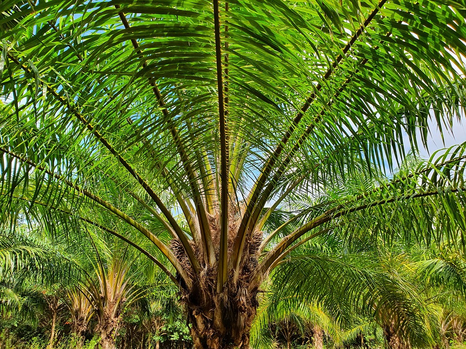 Palme Natur Grün - Kostenloses Foto auf Pixabay - Pixabay