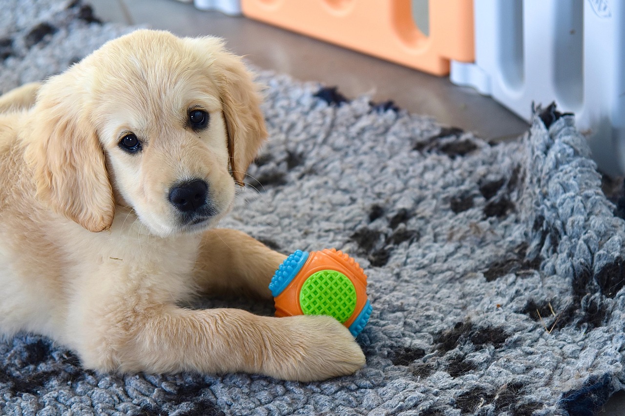 Chiot Chien Golden Retriever - Photo gratuite sur Pixabay - Pixabay