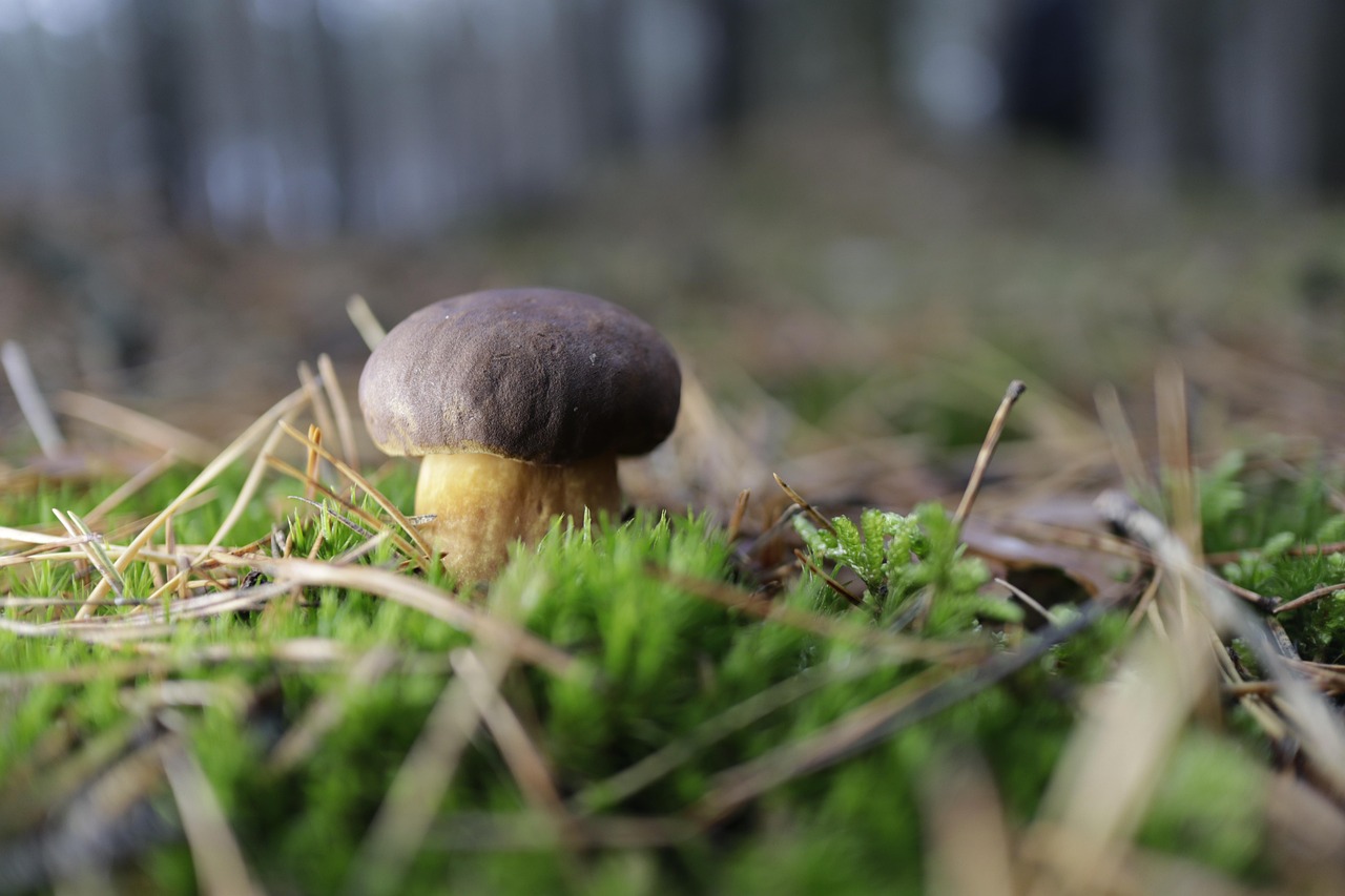 Champignon Bolet Forêt - Photo gratuite sur Pixabay - Pixabay