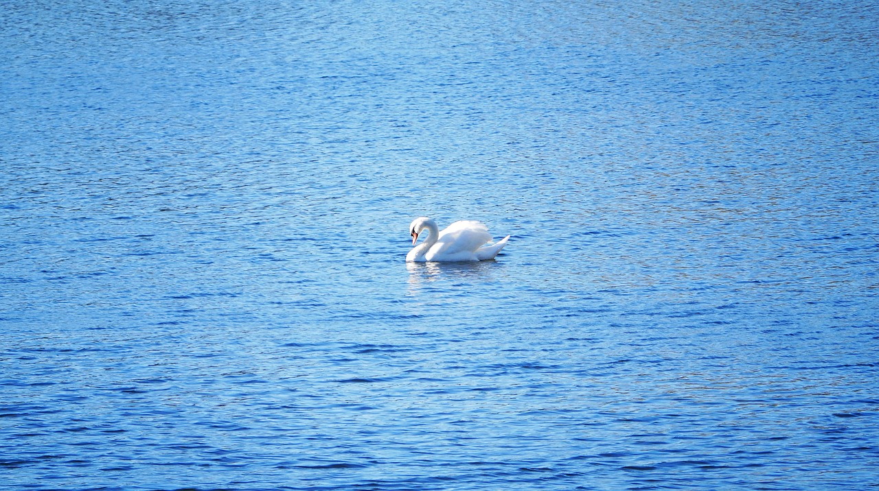 Cisne Pássaro Animal Animais - Foto gratuita no Pixabay - Pixabay