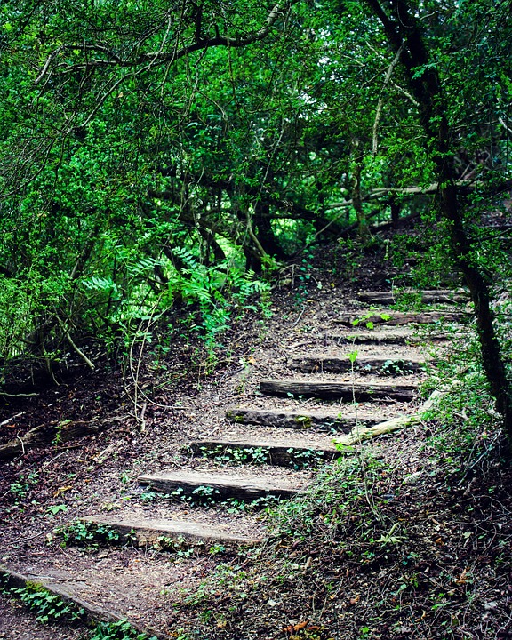 Forest Nature Hike - Free photo on Pixabay