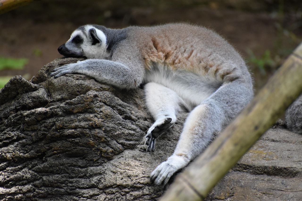 Lemur Primate Animal - Free photo on Pixabay