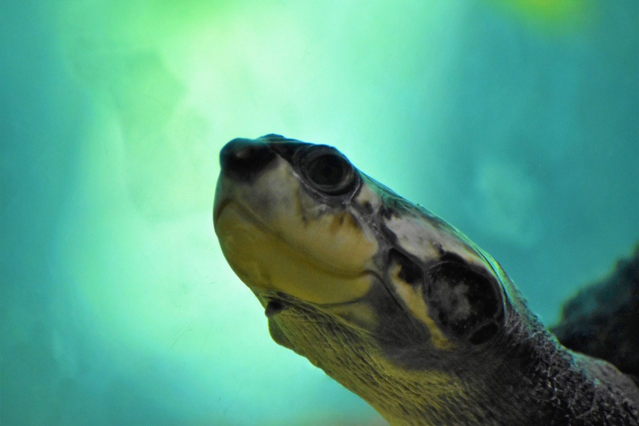 Turtle Animal Swimming - Free photo on Pixabay - Pixabay