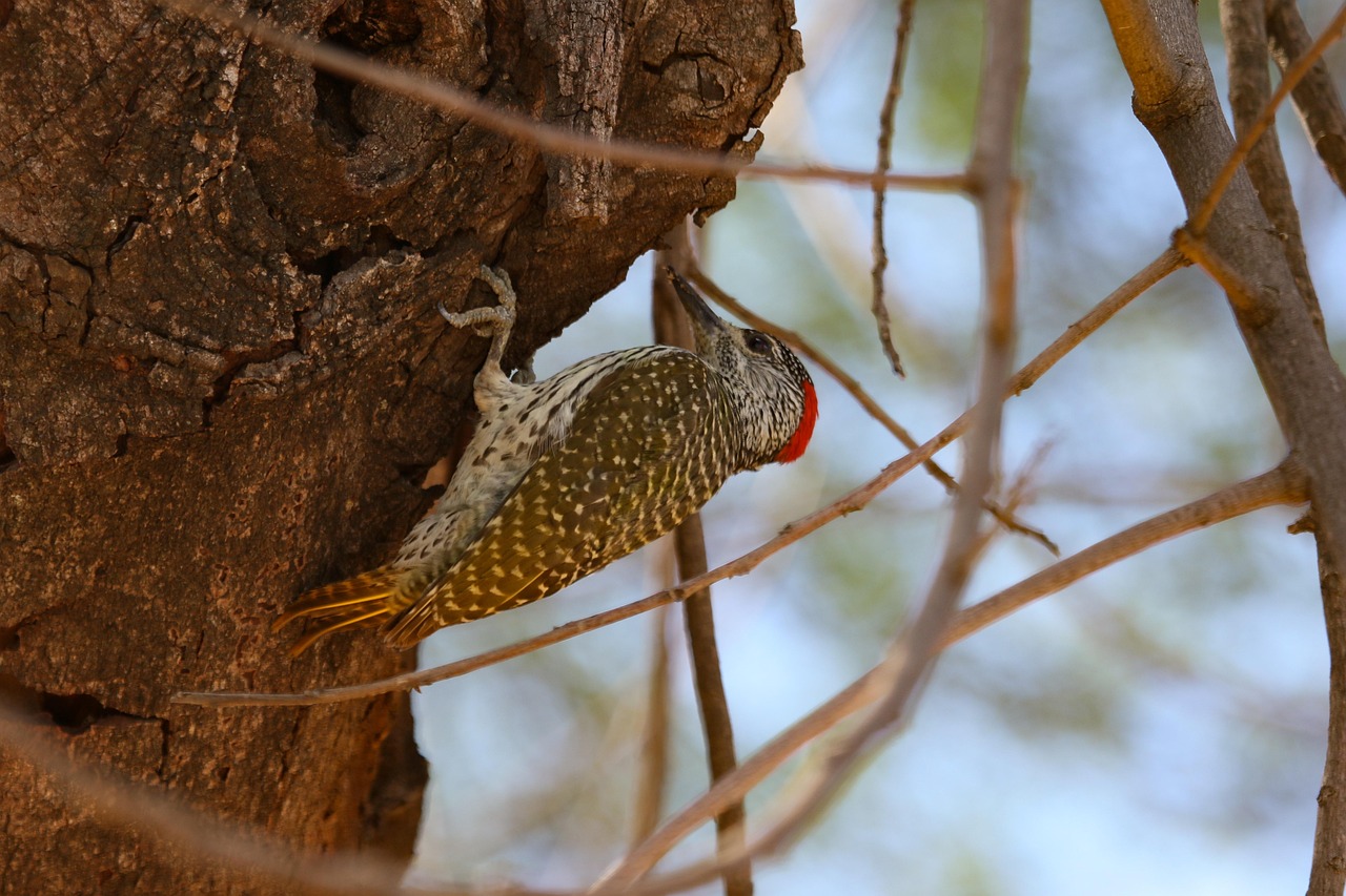 Bird Ornithology Wildlife - Free photo on Pixabay - Pixabay