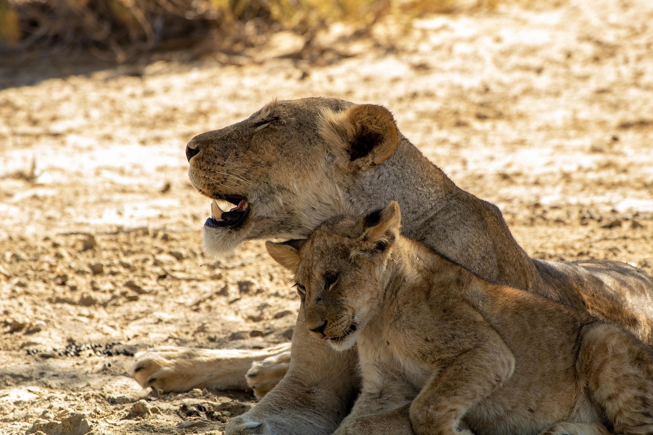 Animal Lion Mammal - Free photo on Pixabay
