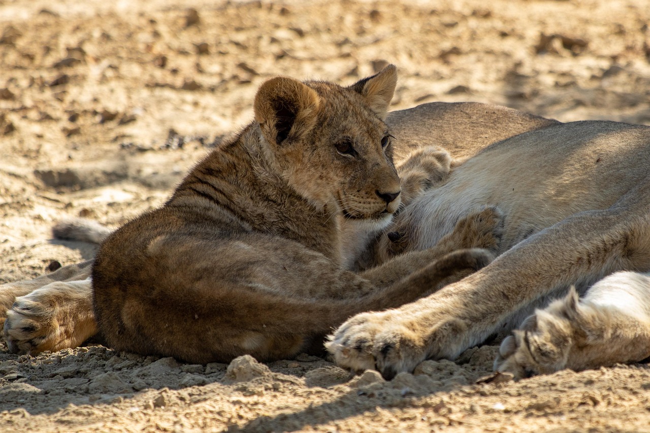 Animal Lion Mammal - Free photo on Pixabay - Pixabay