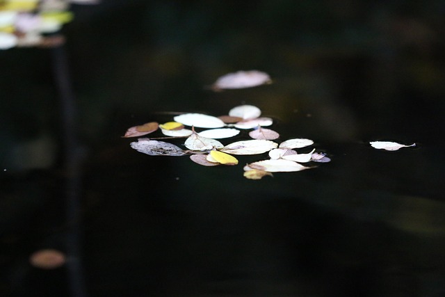 Sheets Fall Water - Free photo on Pixabay - Pixabay