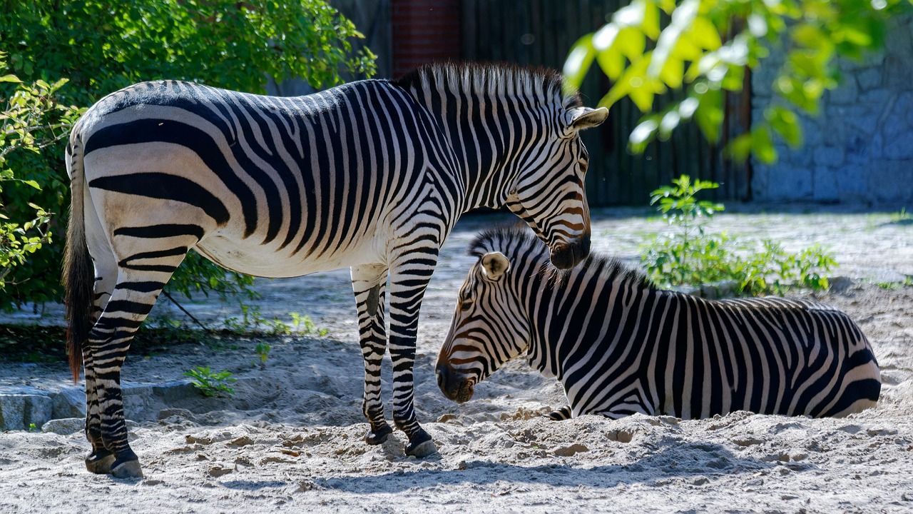 Animales Cebra Herbívoro - Foto gratis en Pixabay - Pixabay