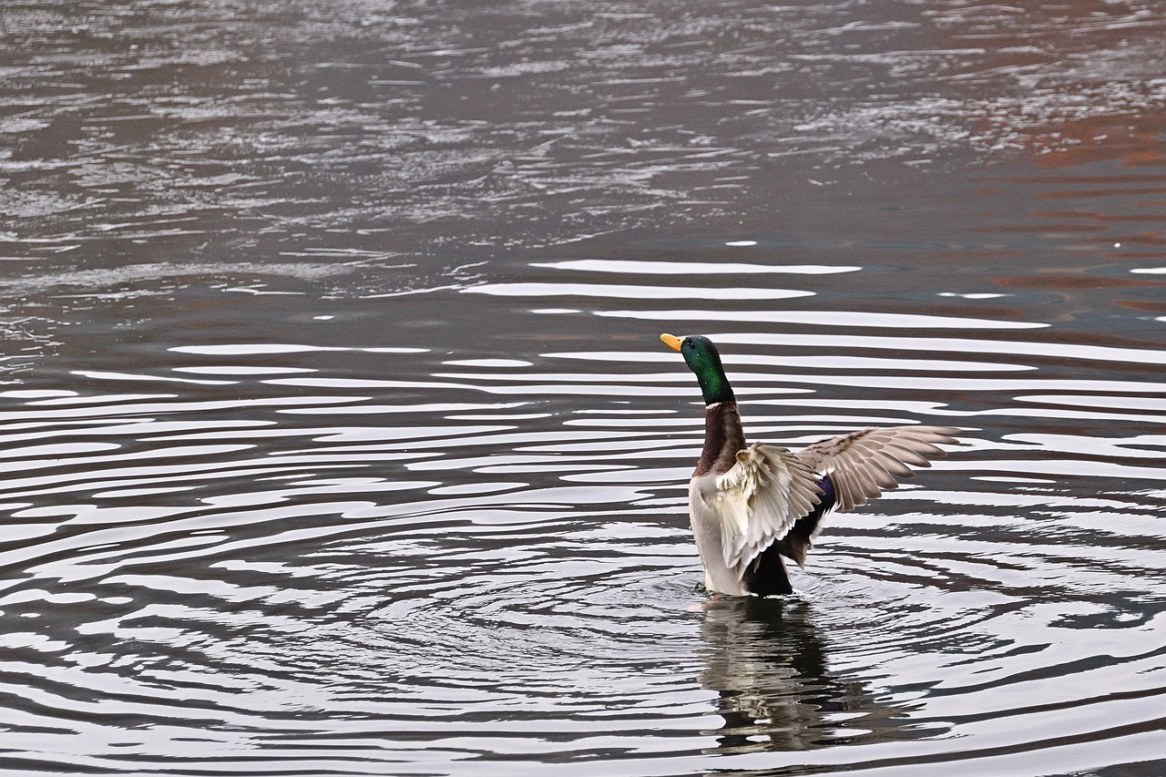 Pato Real Lago Batir - Foto gratis en Pixabay