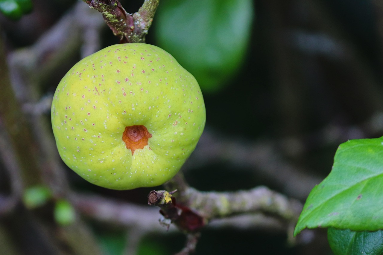 Membrillo Ornamental Fruta - Foto gratis en Pixabay - Pixabay