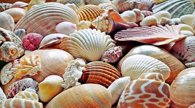 Shells Sea Beach - Free photo on Pixabay - Pixabay