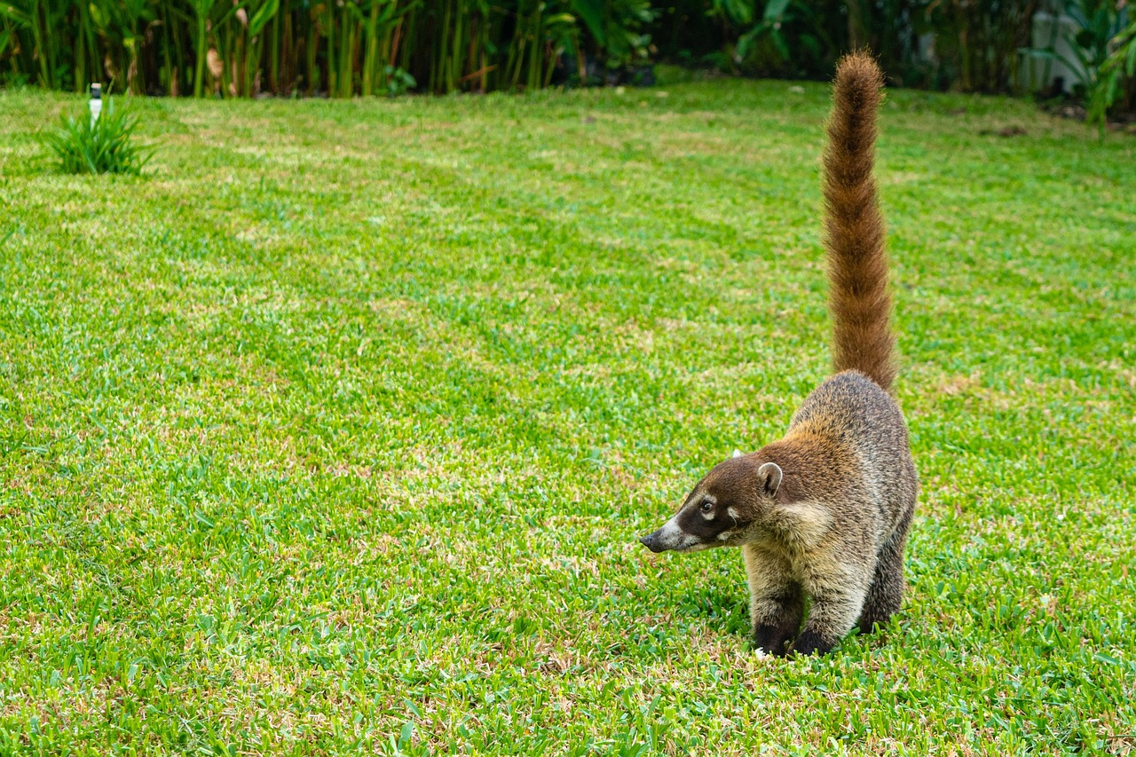 Más de 90 imágenes gratis de Comadreja y Animal - Pixabay