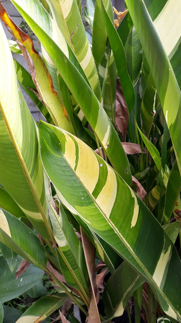 Plante La Nature Vert - Photo gratuite sur Pixabay - Pixabay