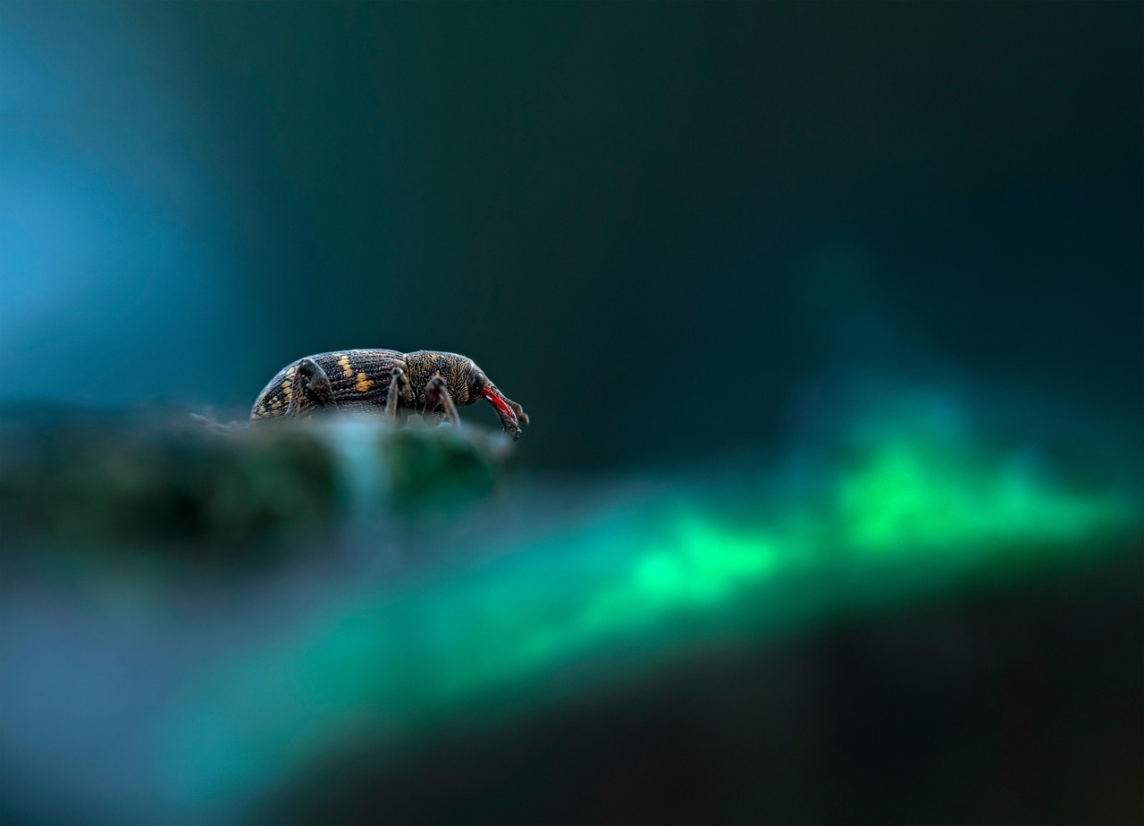 Gorgojo Del Pino Grande Hylobius - Foto gratis en Pixabay - Pixabay