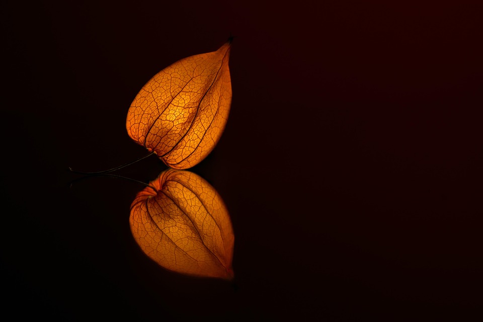 Lampion Flower Physalis - Free photo on Pixabay